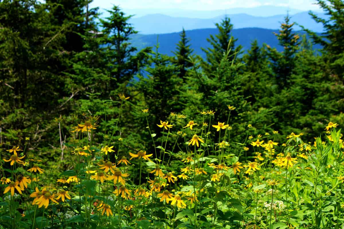 Blue Ridge Parkway: What to Expect | Wanderlust Marriage Travel