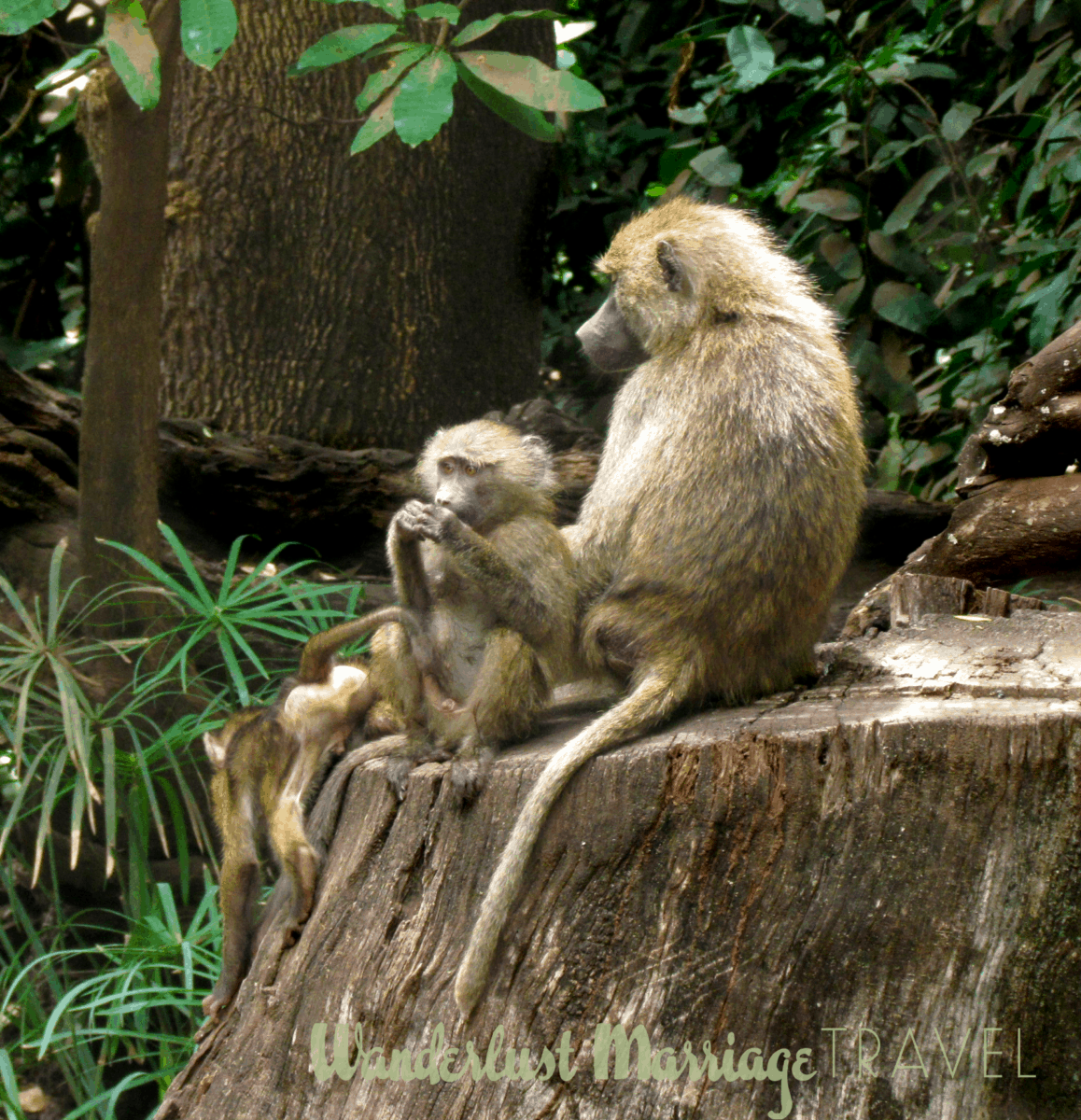 Safari Holidays in Africa: Luxury Tanzania Trip