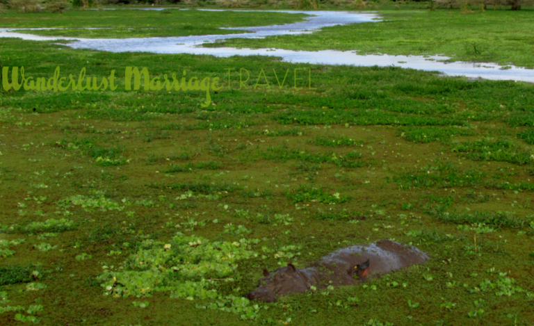 Safari Holidays in Africa: Luxury Tanzania Trip