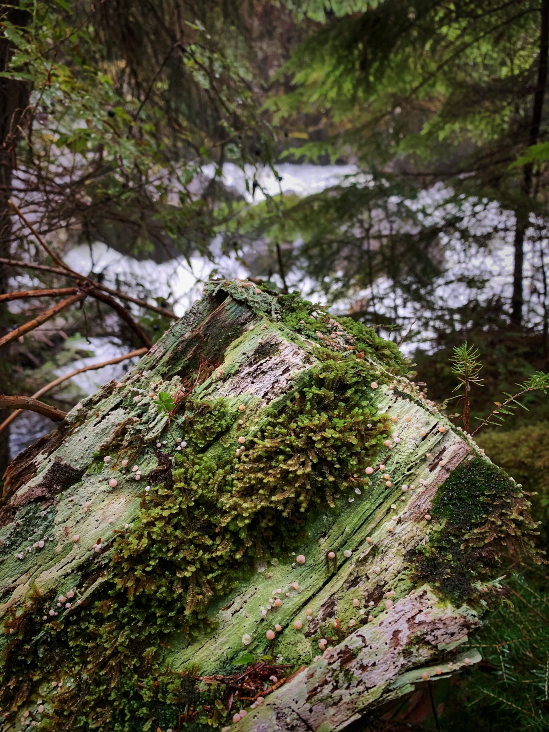 Great Rainforest Hikes Around the World | Wanderlust Marriage Travel